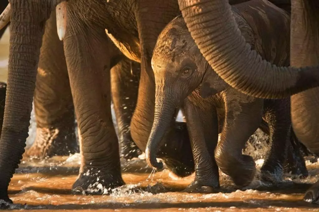 Voaro amin'ny lafiny rehetra ny mpiambina olon-dehibe, ity zazakely vao teraka ity dia niampita ny reniranon'i Ewaso Ngiro ao amin'ny Taman Nasionalin'i Samburu, Kenya. Ny ankamaroan'ny elefanta dia mahatratra fahamatorana tanteraka eo anelanelan'ny 10 sy 15 taona.