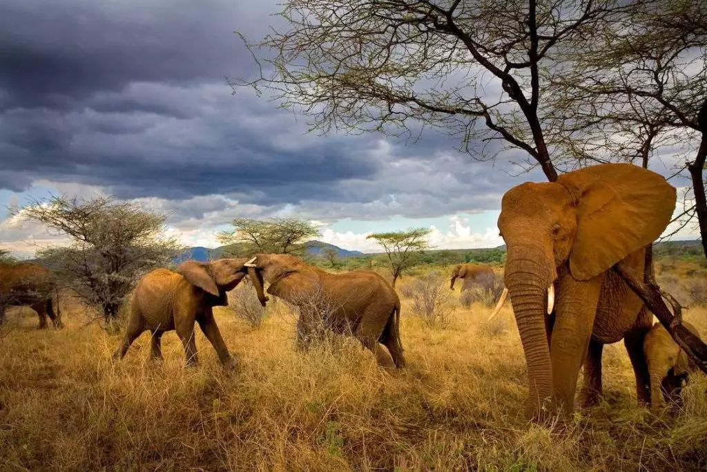 Elefanti adolescenti osservati dal resto della mandria alle prese con le zanne nella savana della Riserva Nazionale di Samburu, in Kenya. La comunicazione, compresi i giochi di combattimento, è parte integrante della vita degli elefanti.