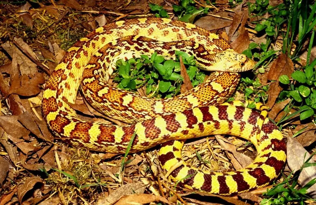 Serpent des pins (Pituophis).