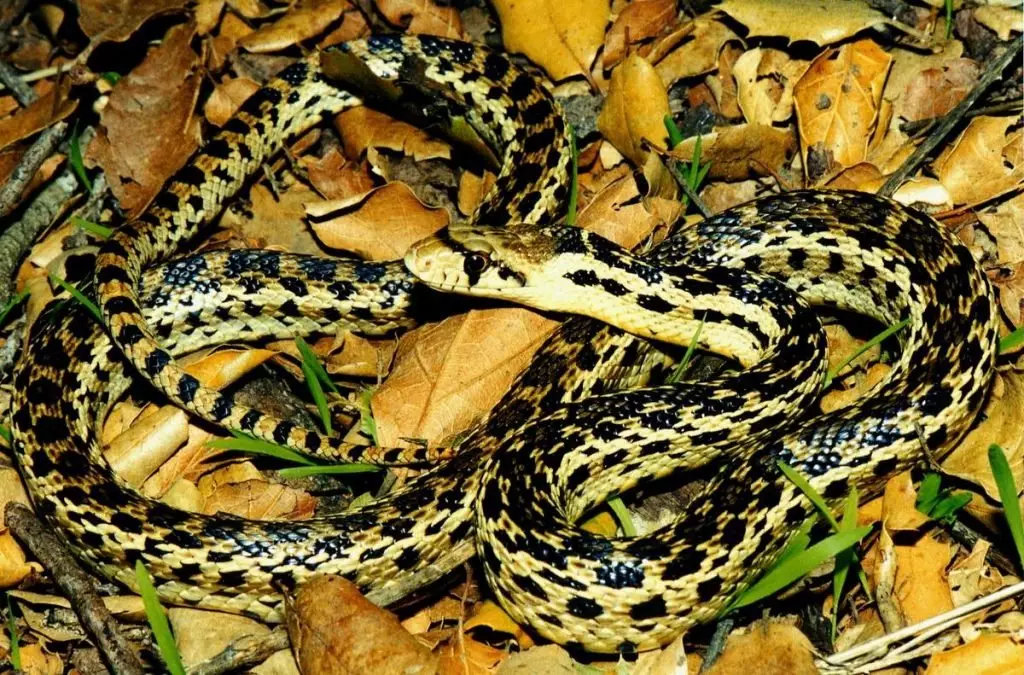 Vægten af ​​en gopher -slange skinner og skinner i solens stråler.