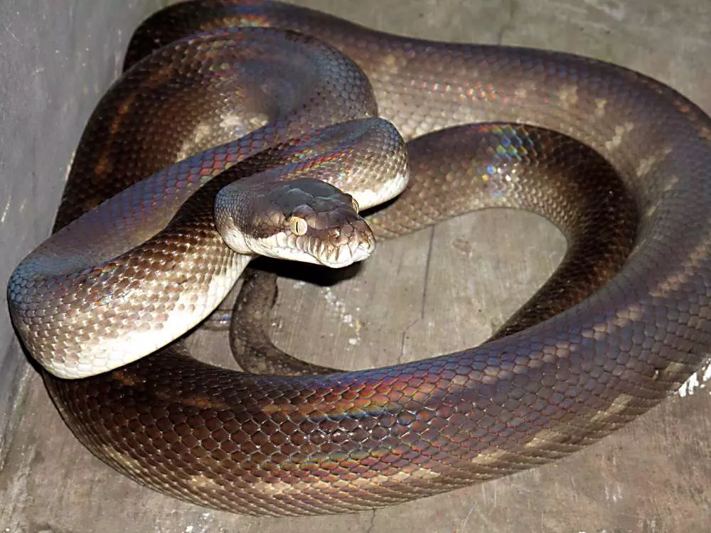 Python Tanimbar - neidr goeden