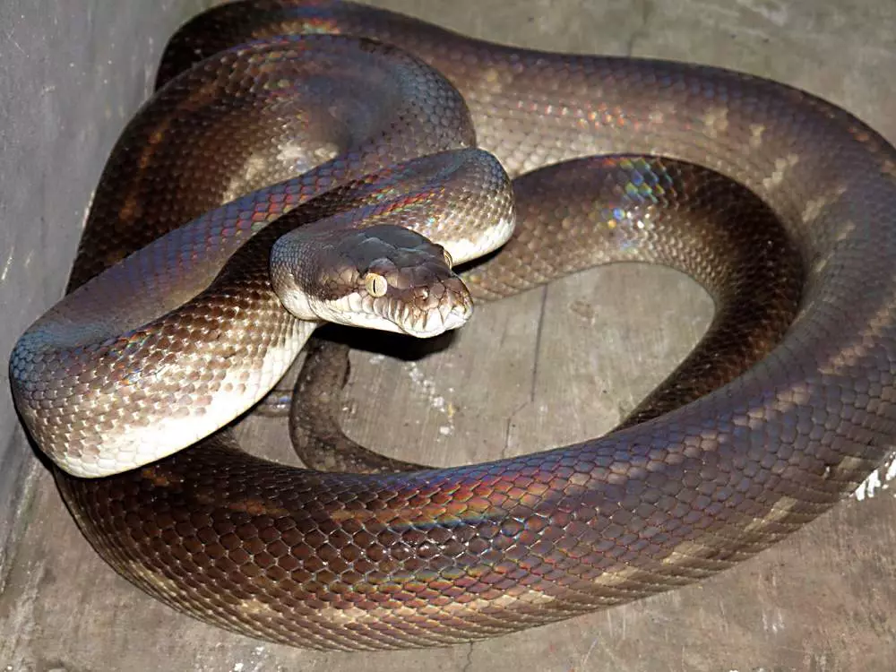 Tanimbar Python (Morelia nauta).