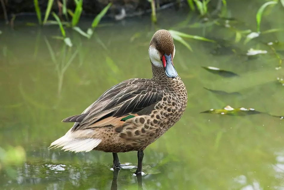 Bahamian pintail (Anas bahamensis)