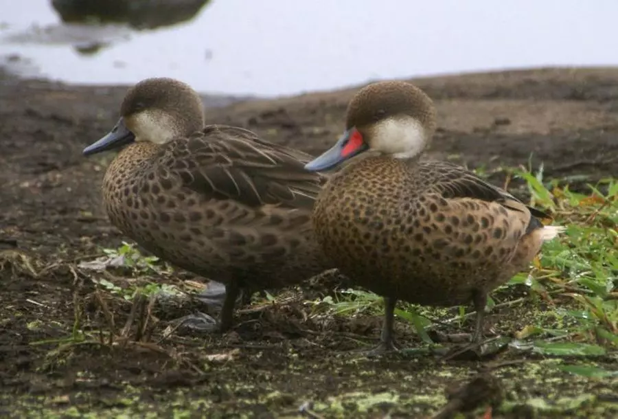 Fjærdrakten av unge bahamiske pintails ligner fargen på voksne, men av en blek nyanse.