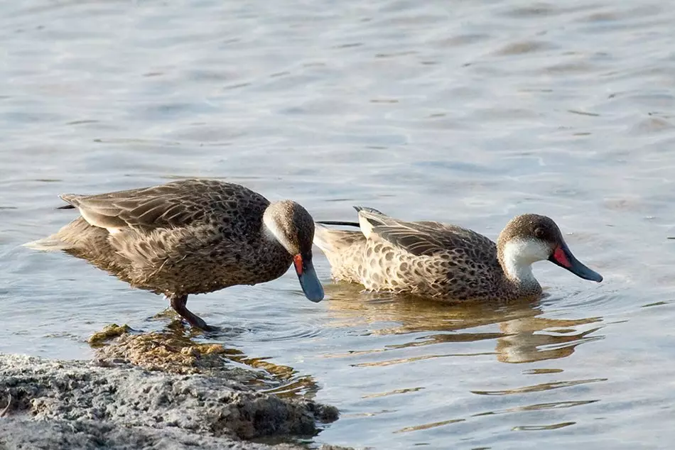 Bahamalı pintail quyruğu töküldükdən sonra