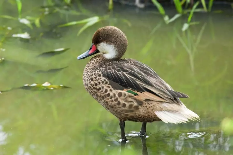 Bebek sarang kanthi tunggal utawa klompok cilik.