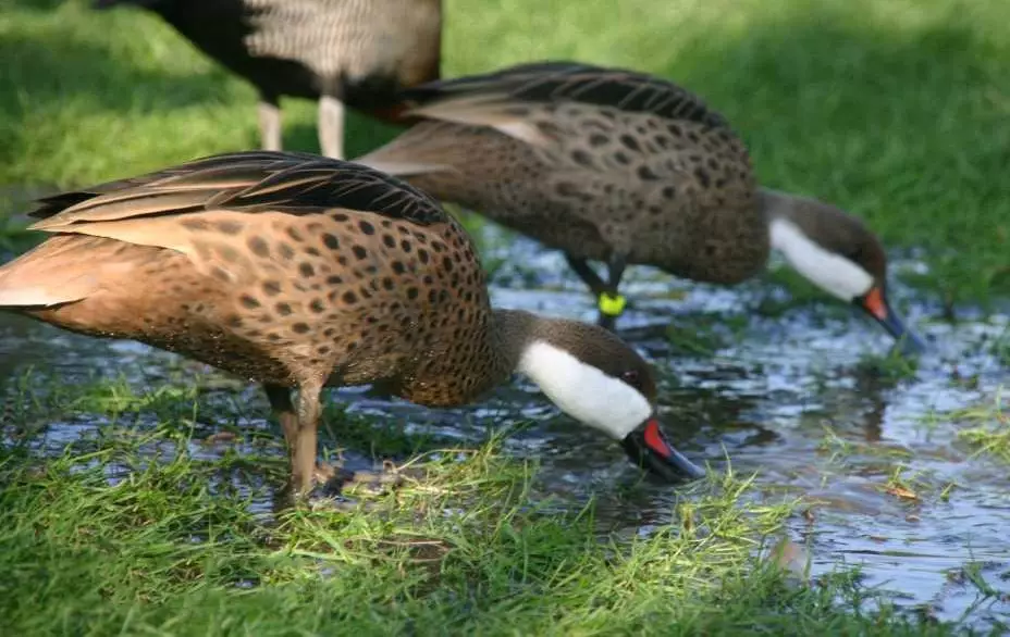 Bahamski pintail se hrani z algami