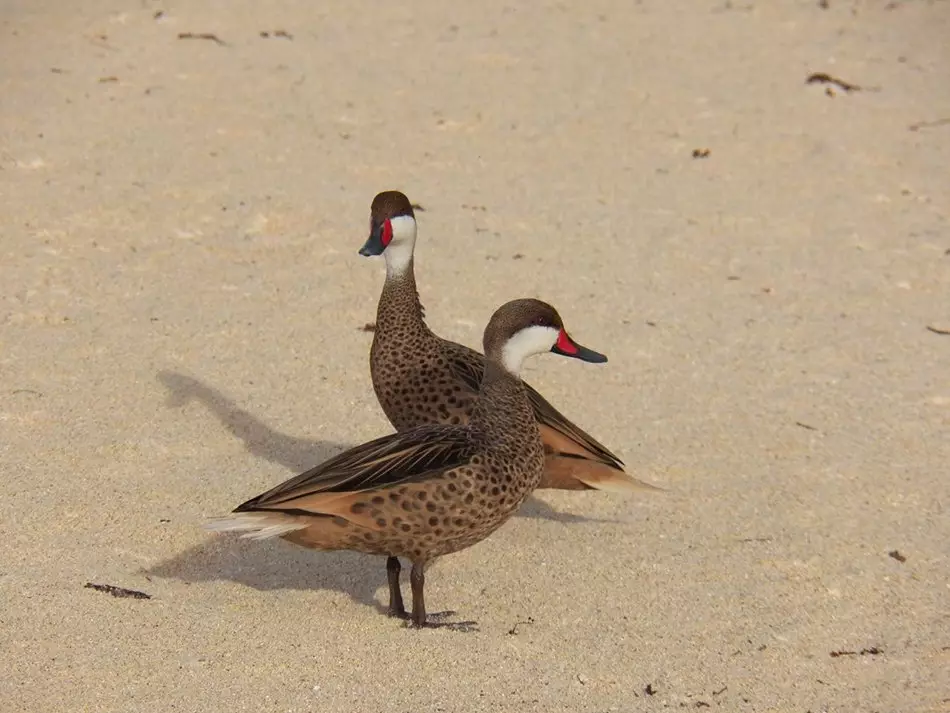 Bahamalı pintail populyasiyası sabit olaraq qalır