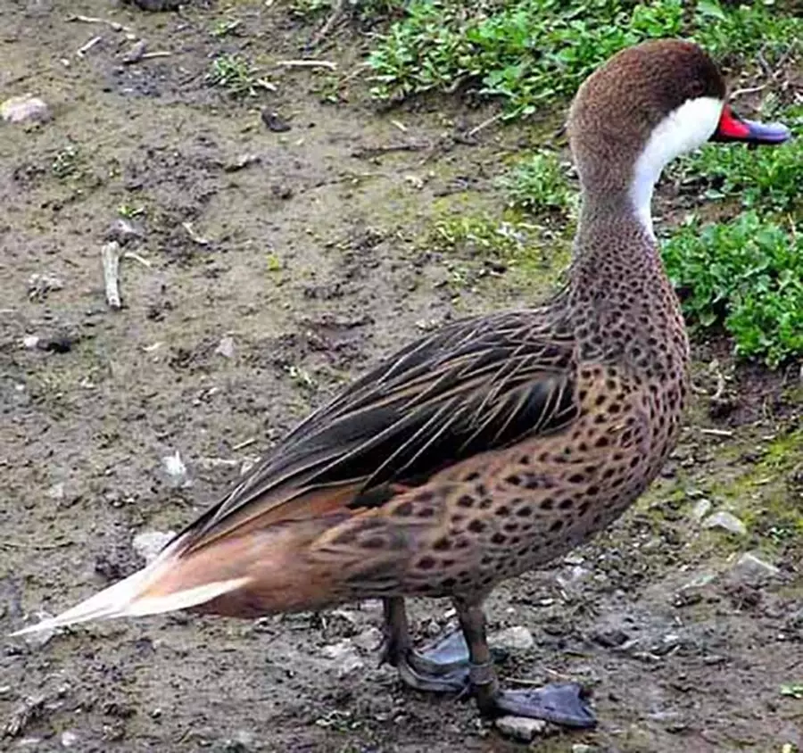 Bahamiske pintails i fangenskap kommer overens med andre medlemmer av familien