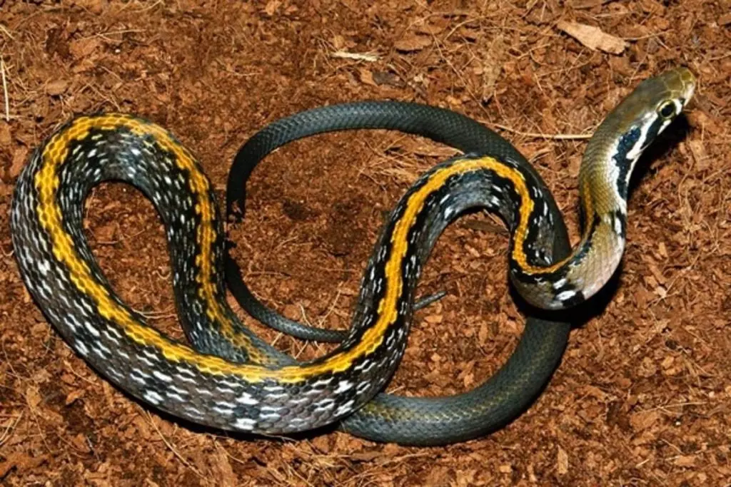 Anakara ve ada popülasyonlarının sarı çizgili yılanları