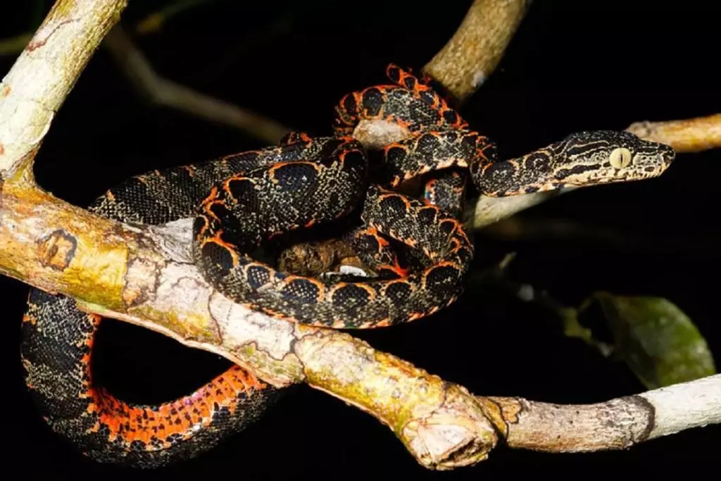 Garden boas spend almost all their time hanging on tree branches.