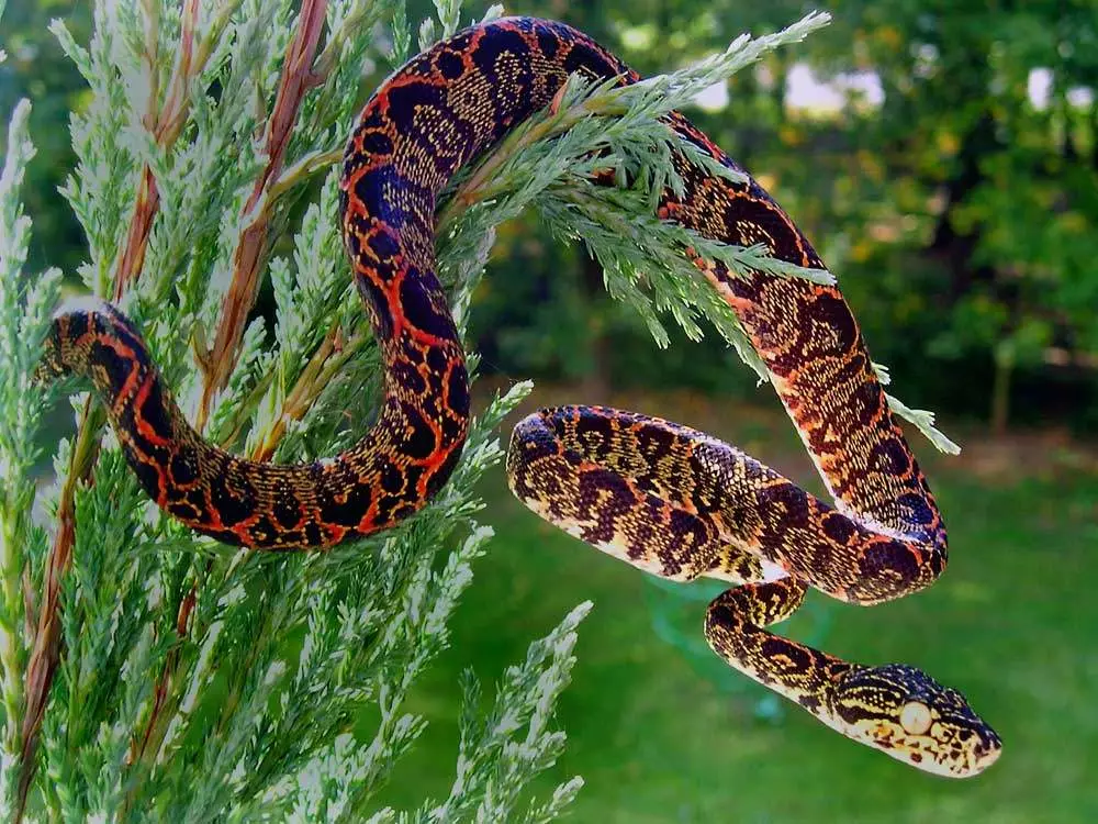 花園蟒蛇具有令人難以置信的令人愉悅的外觀和良好的和平性格。