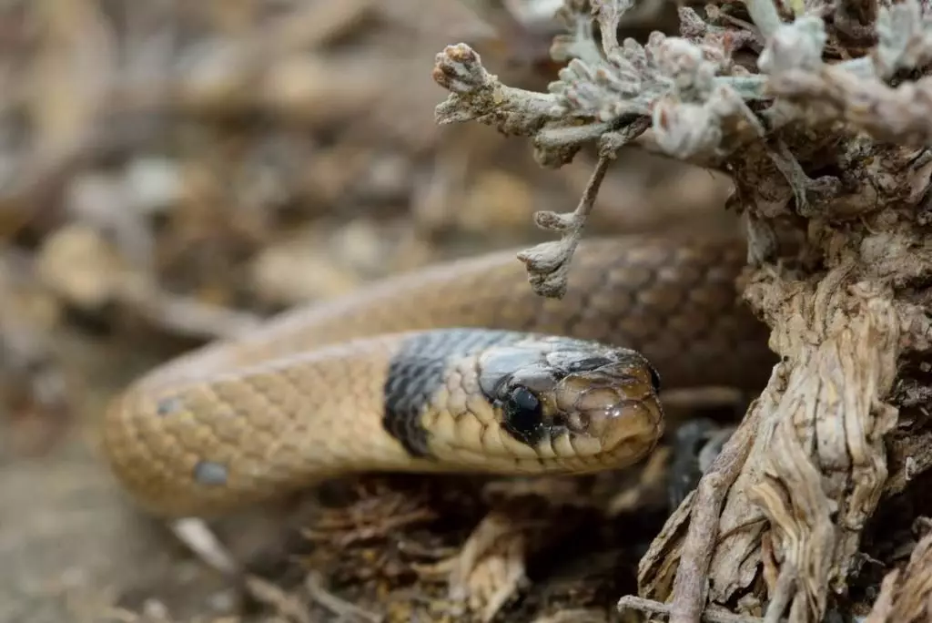 Γιακά Eirenis (Eirenis collaris).