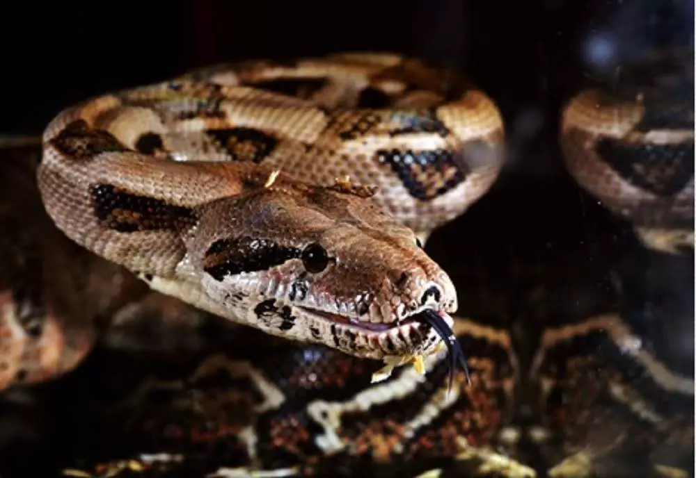 Imperial boa constrictor (Boa constrictor).