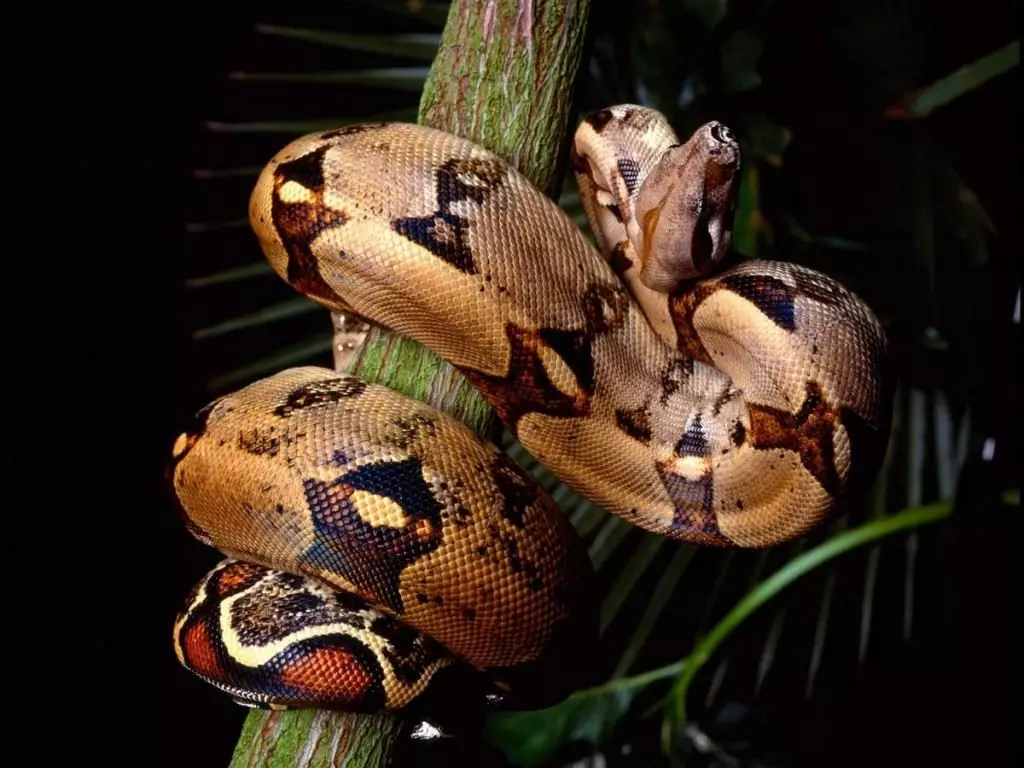 Það er mjög mikilvægt að viðhalda stöðugum rakastigi í boa constrictor girðingunni með því að úða jarðvegi, veggjum og skreytingum.