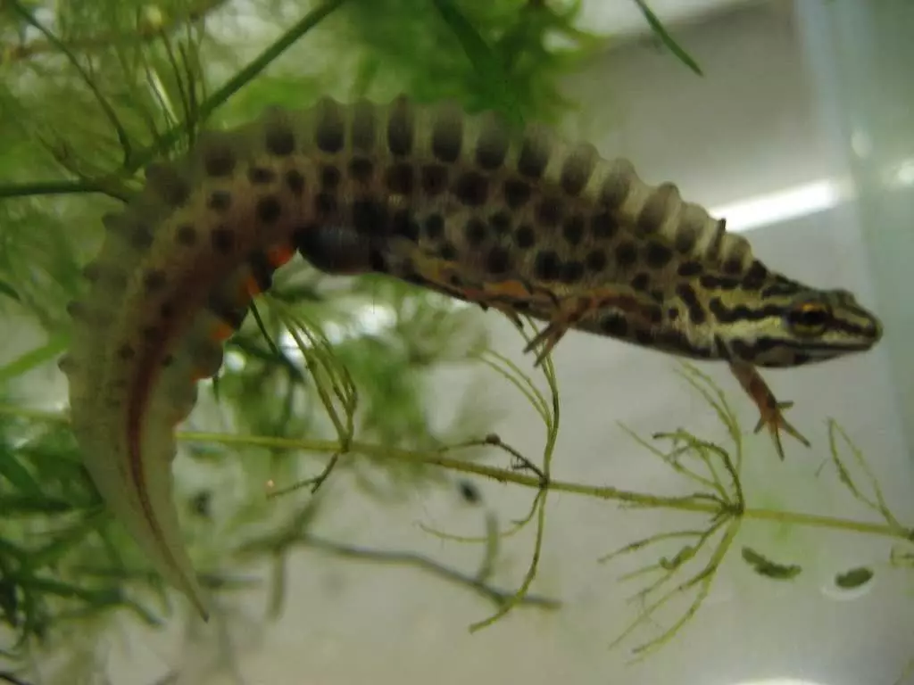 Newts bụ anụmanụ n'abalị.