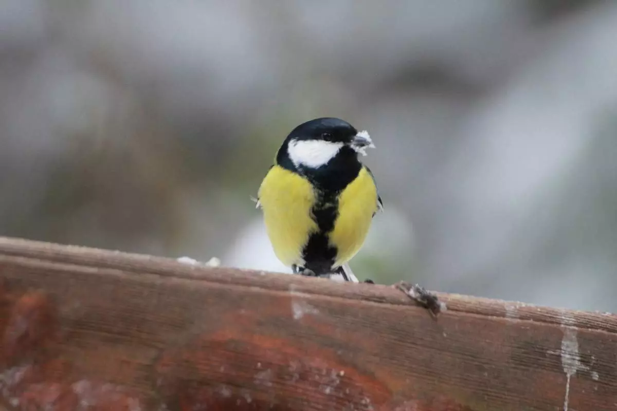 Sikora bogatka (Parus major).