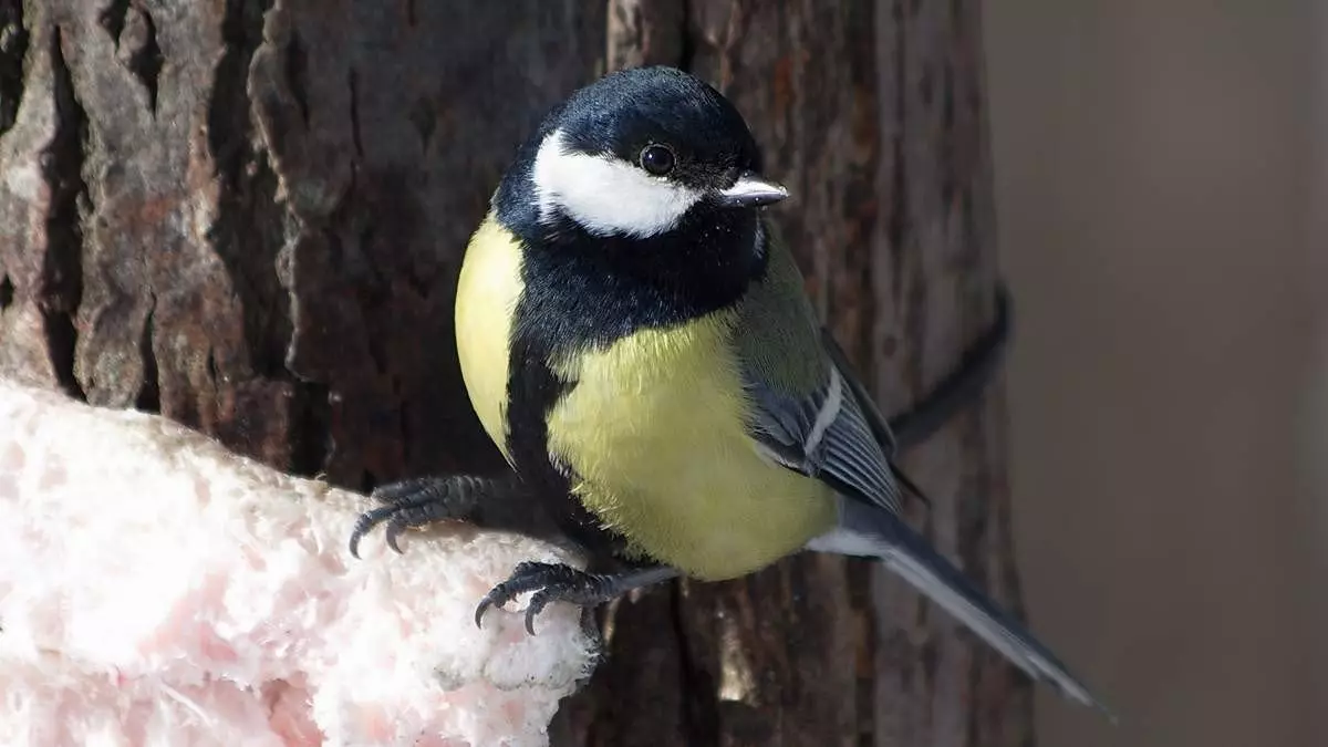 De groussen Tit ass liicht z'ënnerscheeden duerch seng Schwaarzheet.