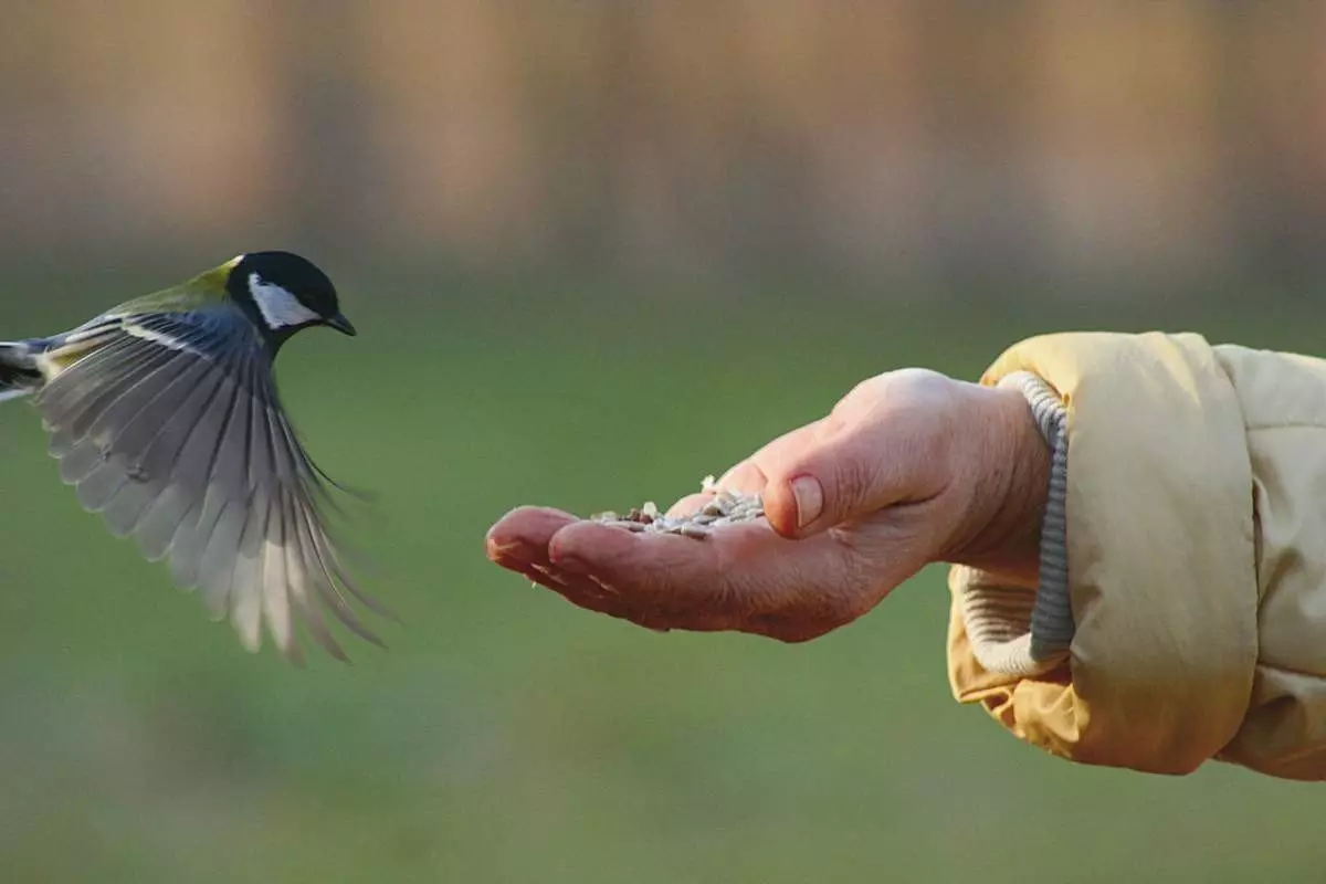 Vú thích nghi dễ dàng với con người.