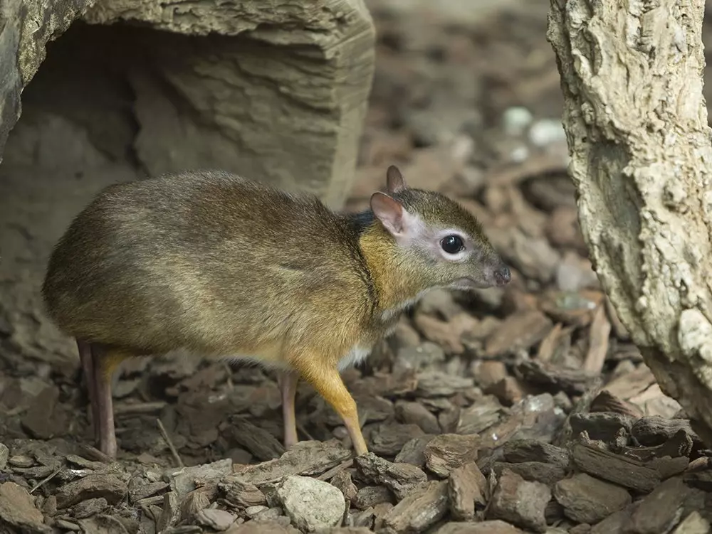 Mouse mos lwj (Tragulus javanicus)