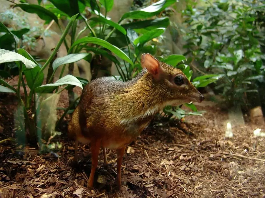 Il cervo topo è endemico delle isole di Giava e dell'Indonesia.