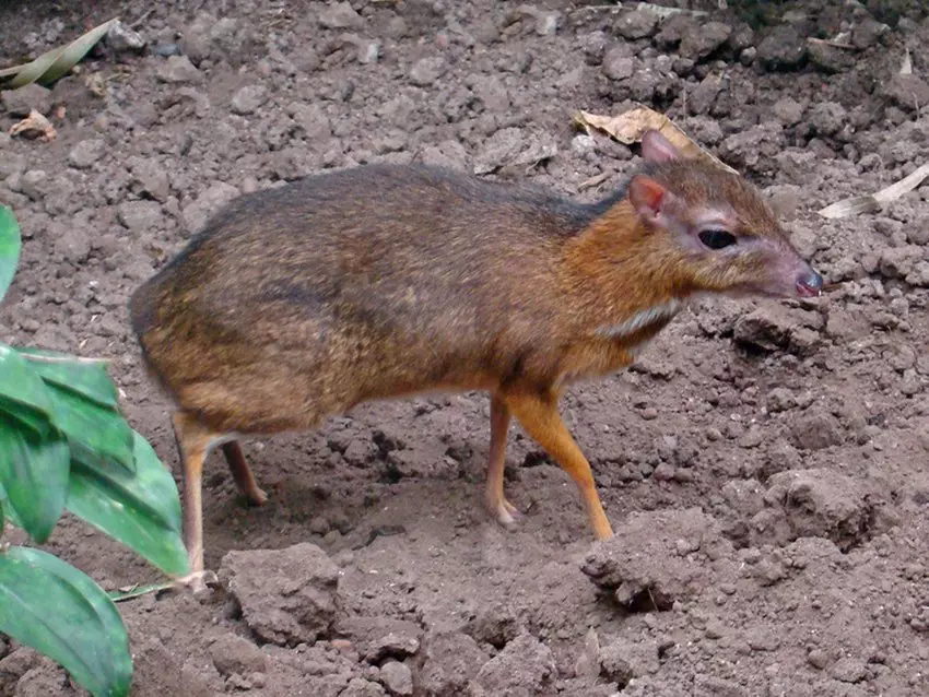 鼠鹿 - 反芻動物