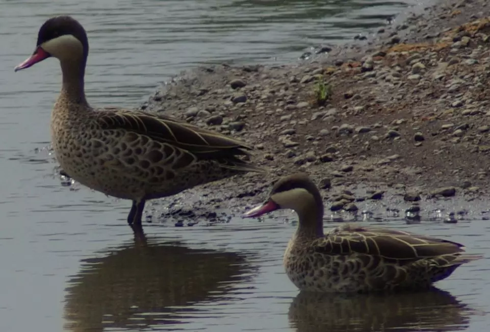 Os patos de pico vermello son na súa maioría sedentarios ou nómades