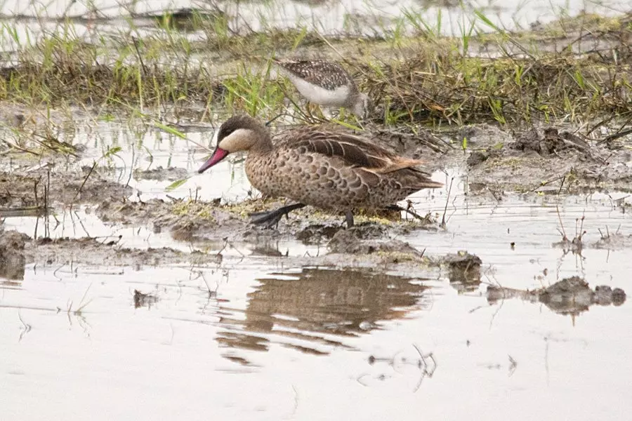 Ang mga pato nga tag-pula nga panihapon nagkaon taliwala sa mga tanum sa tubig