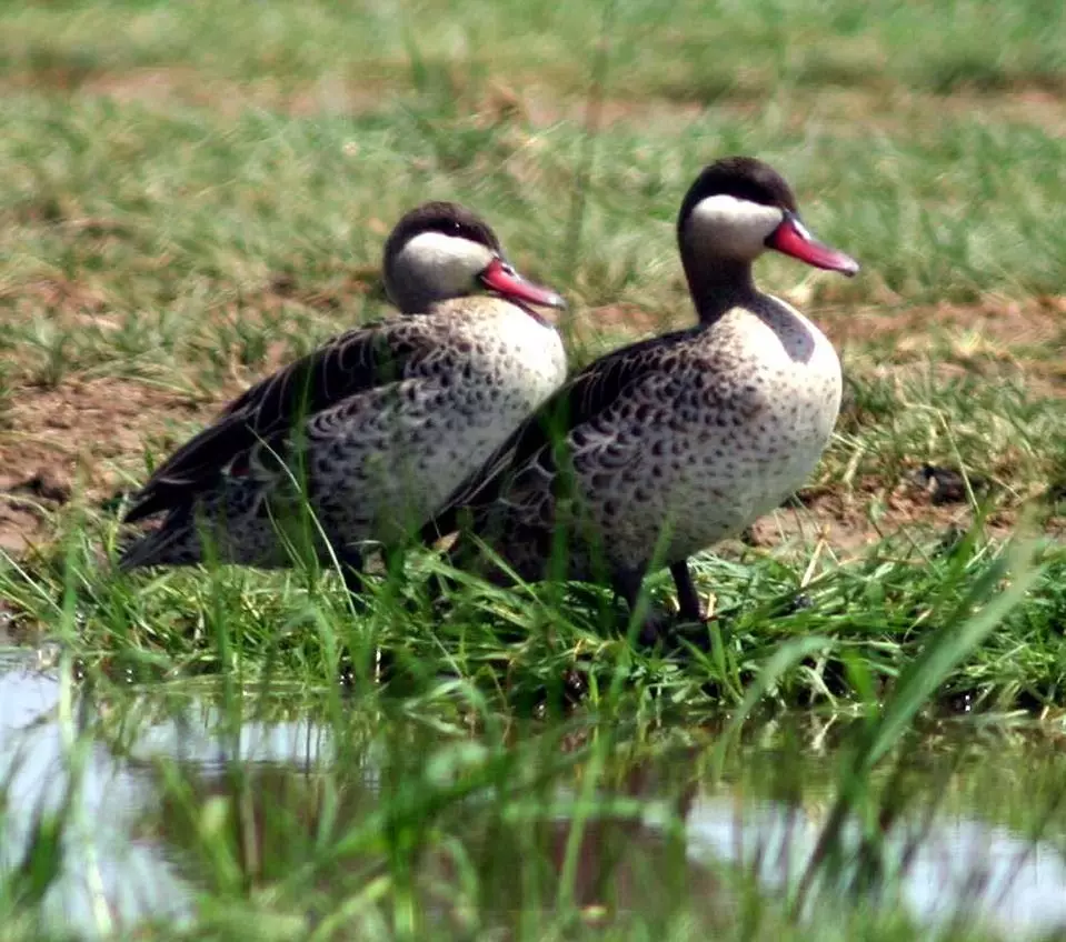 Les canards à bec rouge en Afrique du Sud se reproduisent de décembre à avril