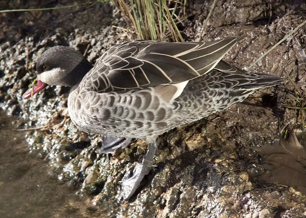 En captivité, les canards à bec rouge sont gardés dans des enclos libres en été.