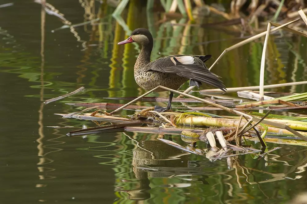 Les oiseaux se nourrissent de nourriture humide