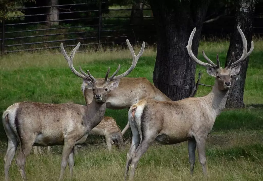 Tugai, ýa-da Buhara keýigi (Cervus elaphus bactrianus).