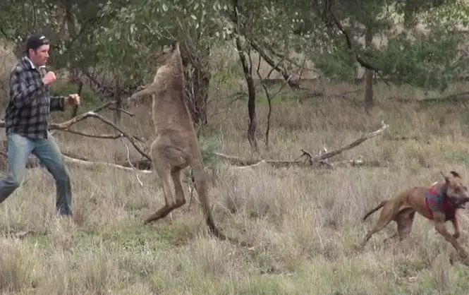 Αγώνας μεταξύ ανθρώπου και καγκουρό: Αυστραλός ενάντια στο θηρίο. Βίντεο.
