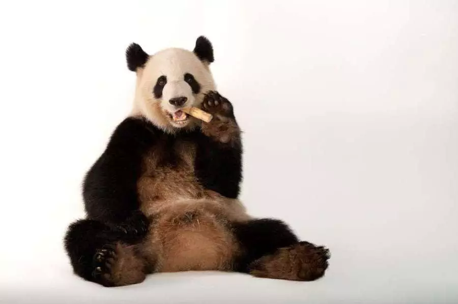 Ang higanteng panda dili na usa ka endangered species.