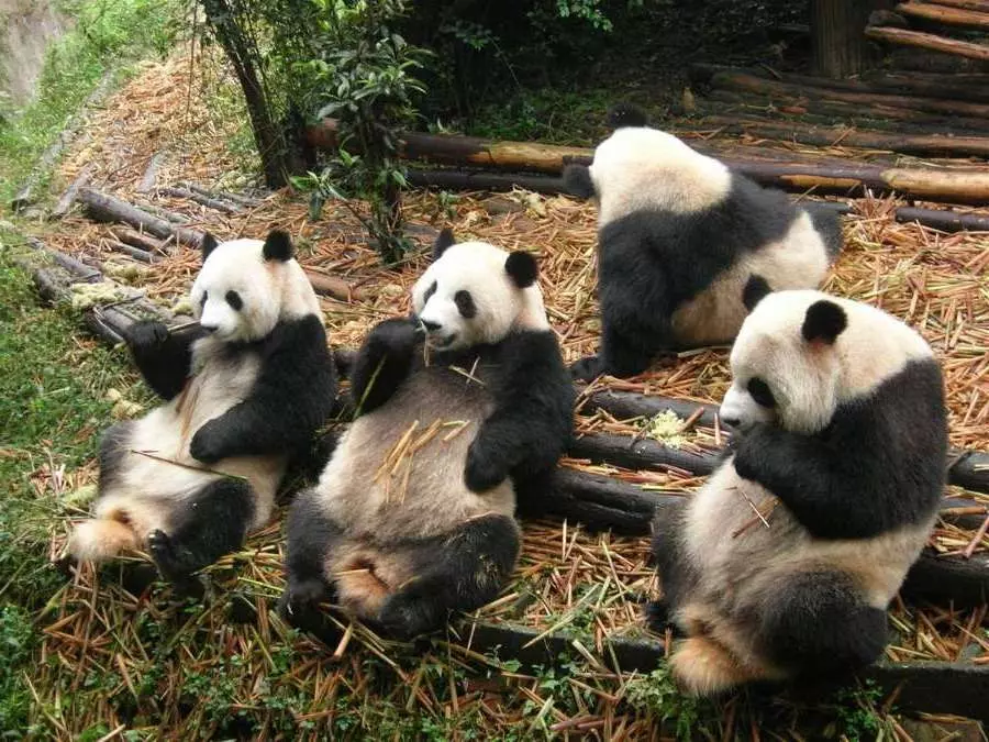 Els principals motius de la disminució del nombre de pandes gegants van ser la caça furtiva i la disminució de la zona dels boscos de bambú.