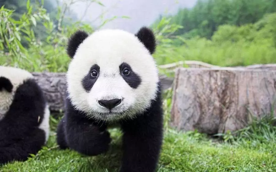 Ayyukan tattalin arziƙin ɗan adam na ci gaba da yin barazana ga manyan pandas.