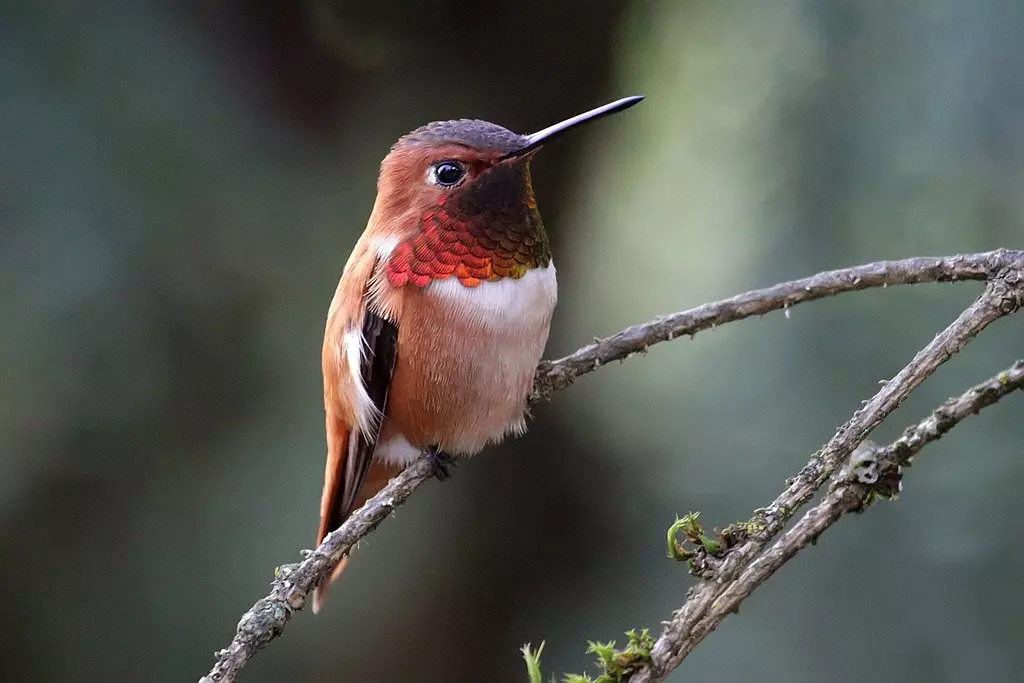 Buffy hummingbird