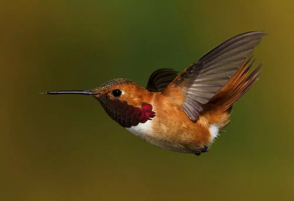 Ein Buffy Kolibri wiegt nur 3-4 Gramm