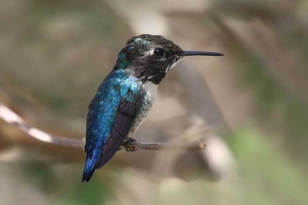 Agbalagba akọ ni deede plumage