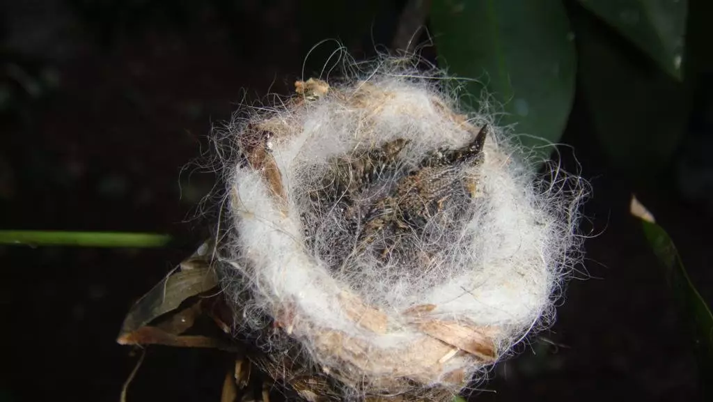 Kolibri-Nest mit zwei Küken