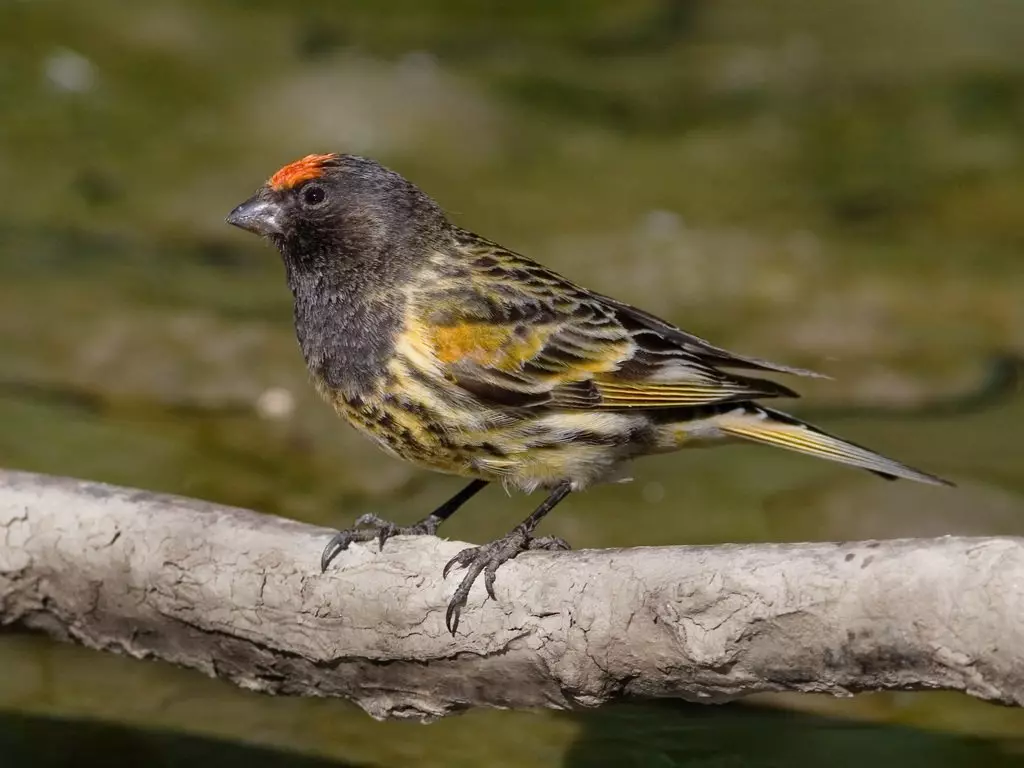 King finch