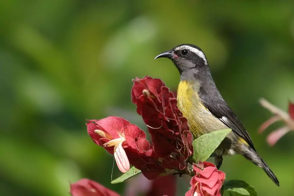 Ogede songbird