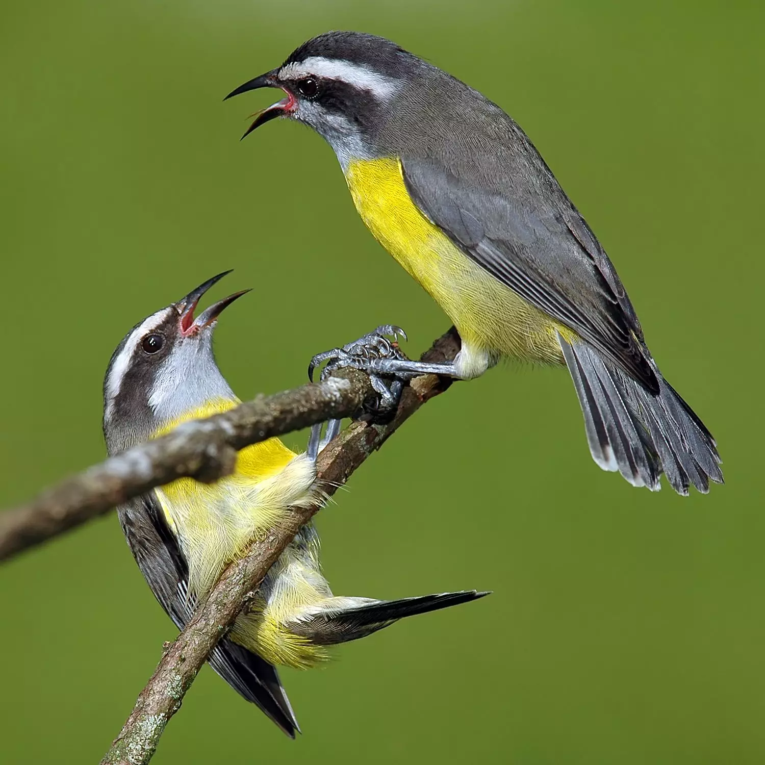 Ifihan ifarahan pupọ ti songbird ogede