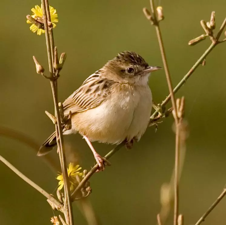 Fan-tailed cysticole