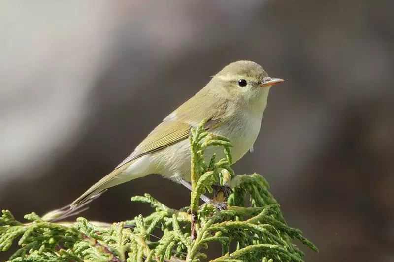 Warbler hijau