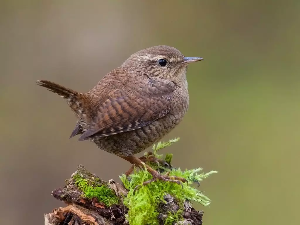 Wren