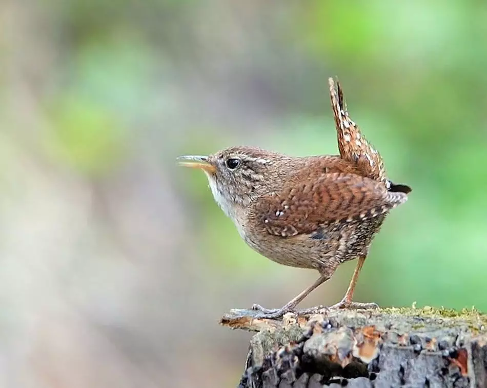 Wren ko nifẹ pupọ lati fo