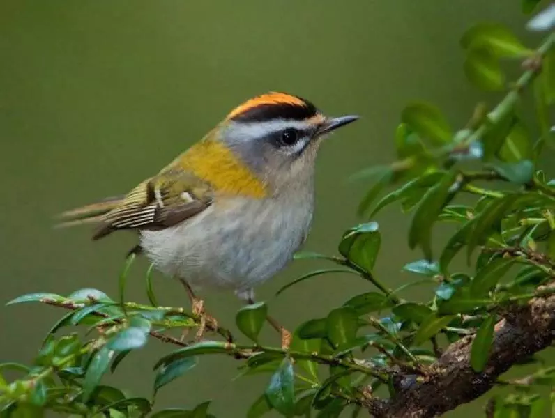 Liab taub hau kinglet