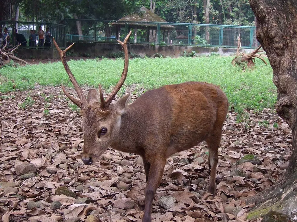Deer Kuhl Axis Kuhinje