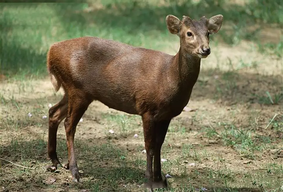 Rusa Kulya dalam penampilan menyerupai rusa babi